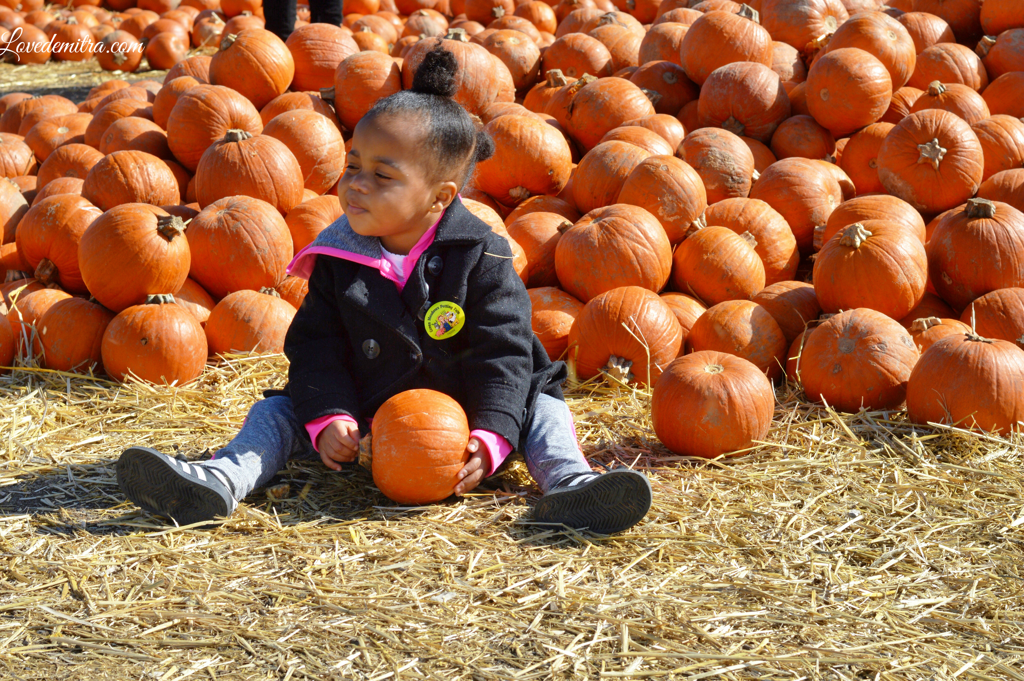 Green Meadows Farm Petting Zoo - Love Demitra
